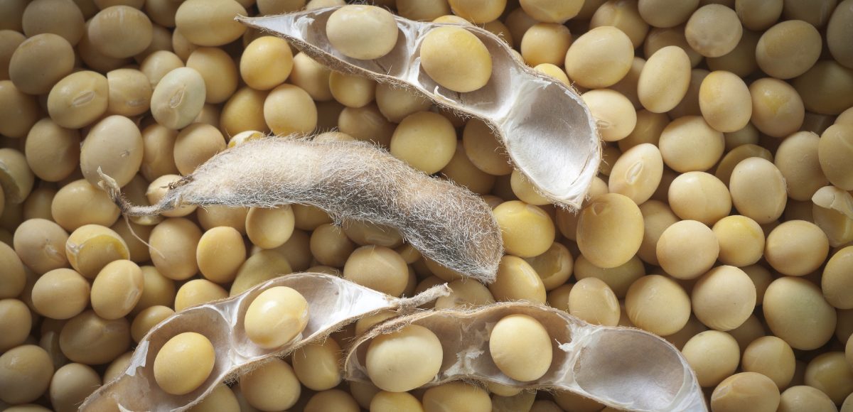 Yay-Tar Tarım Ürünleri ve Yem Hammaddeleri – Yem, Yem Hammaddeleri ve Hayvancılık